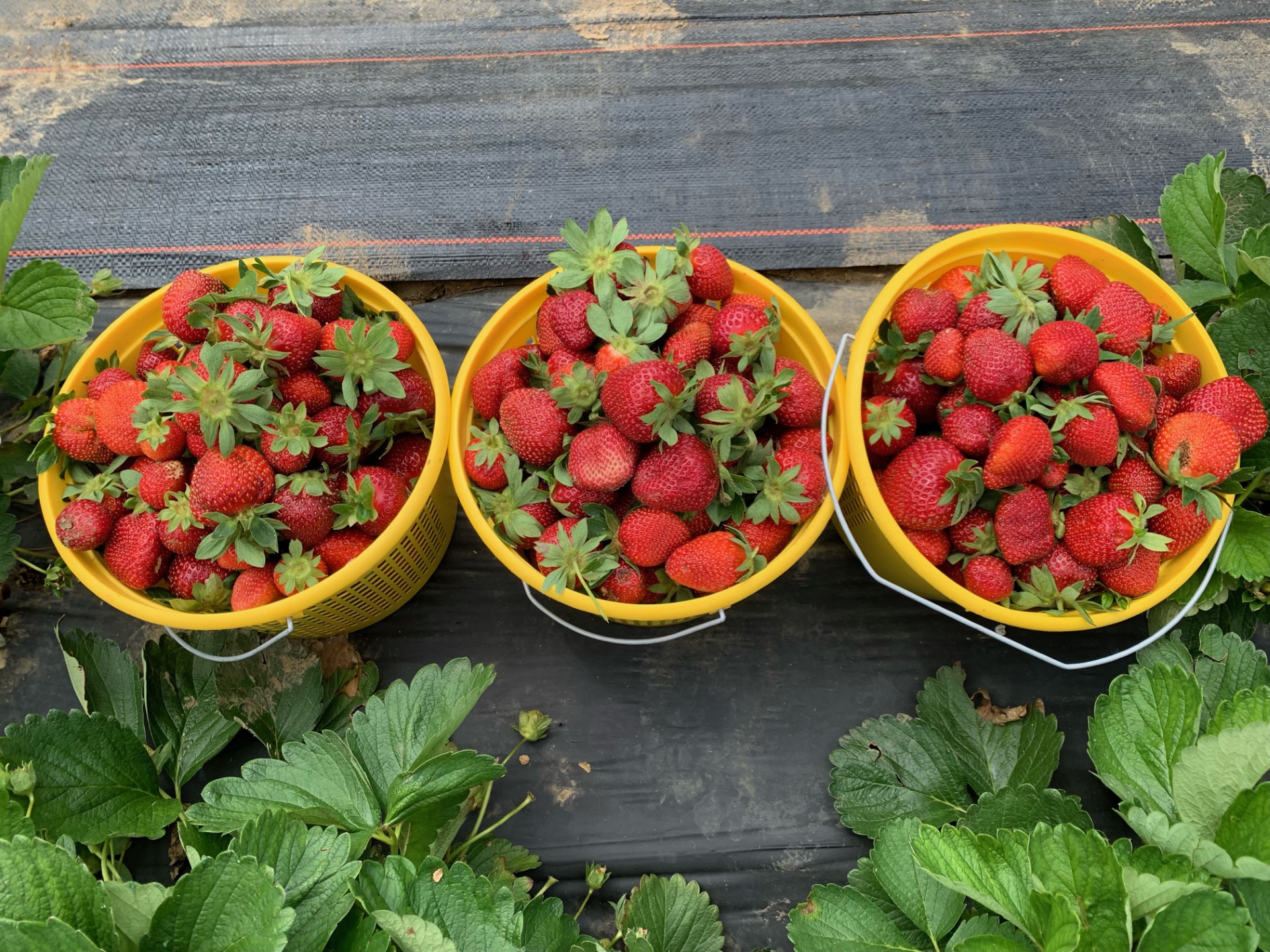 Native Son Farm - Mississippi Hills National Heritage Area