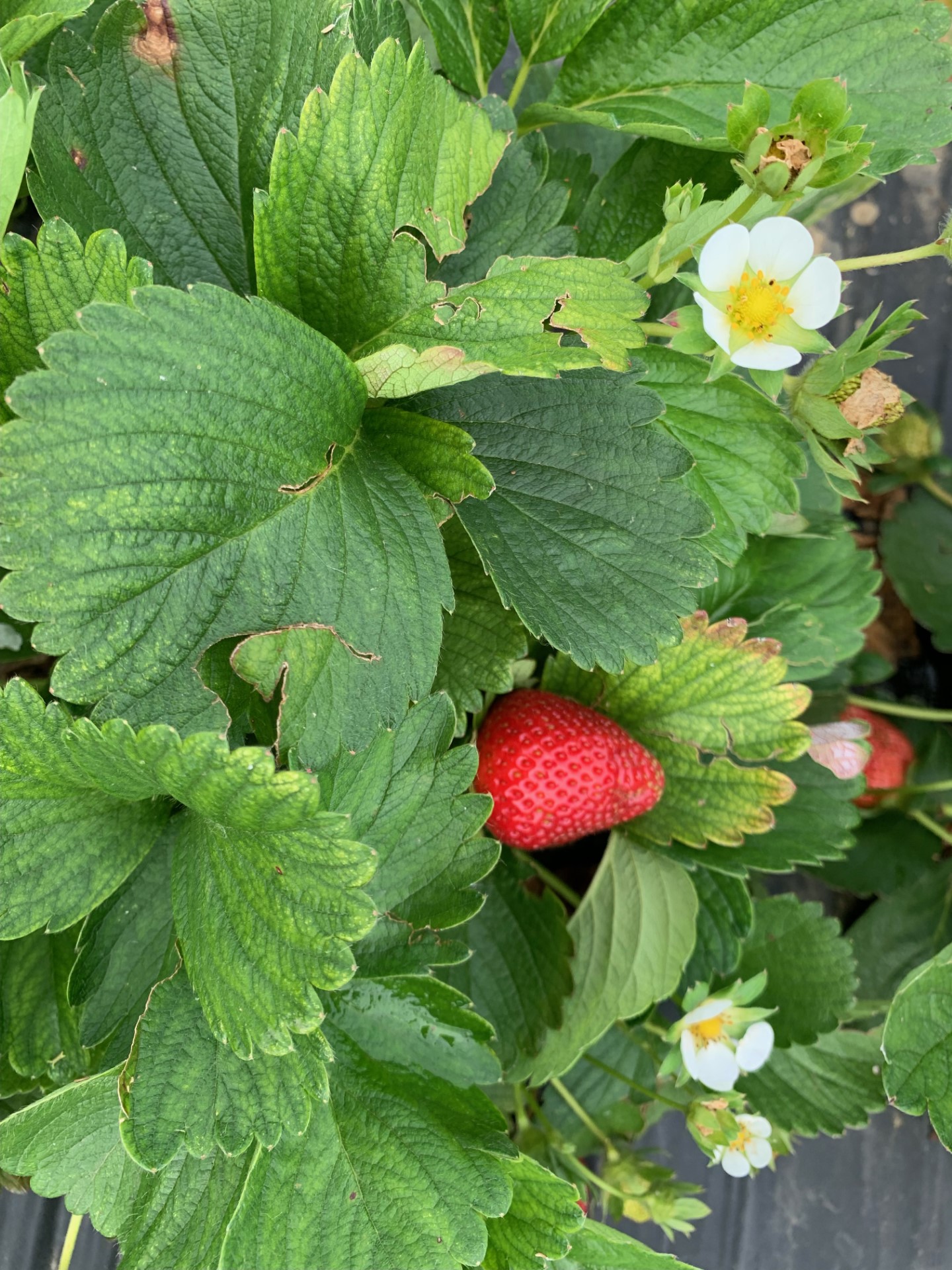 Native Son Farm - Mississippi Hills National Heritage Area